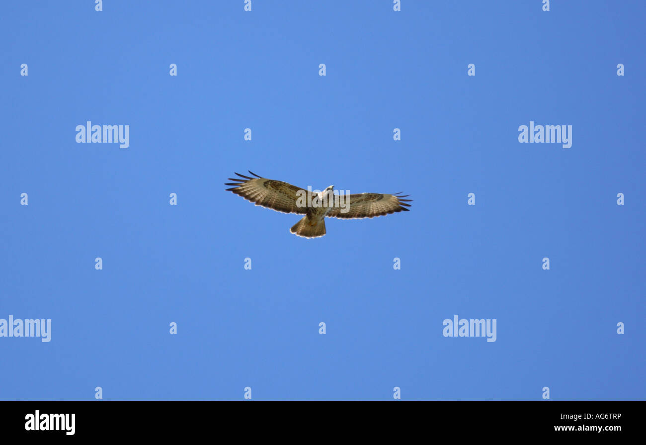 Common buzzard in flight Stock Photo - Alamy