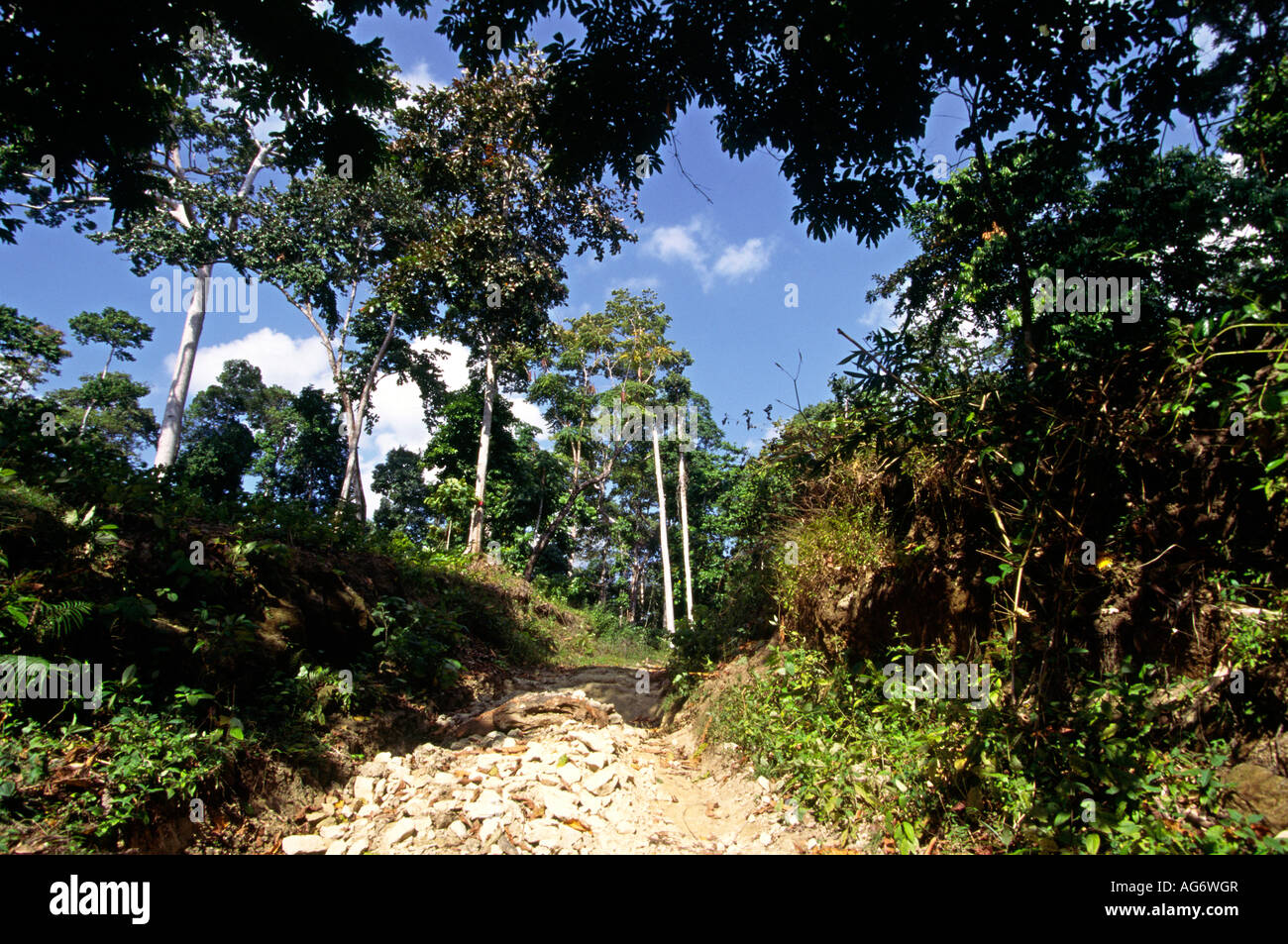 India Andaman Islands Havelock island forestry Vijay Nagar timber ...