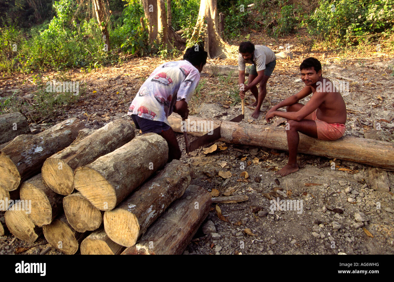 Cutting trees india deforestation hi-res stock photography and images ...