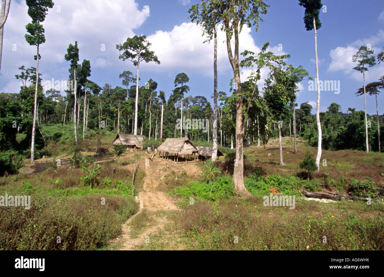 India Andaman Islands Havelock forestry timber extraction village in ...