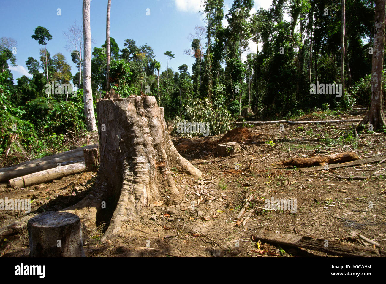 India Andaman Islands Havelock forestry deforestation area of forest ...