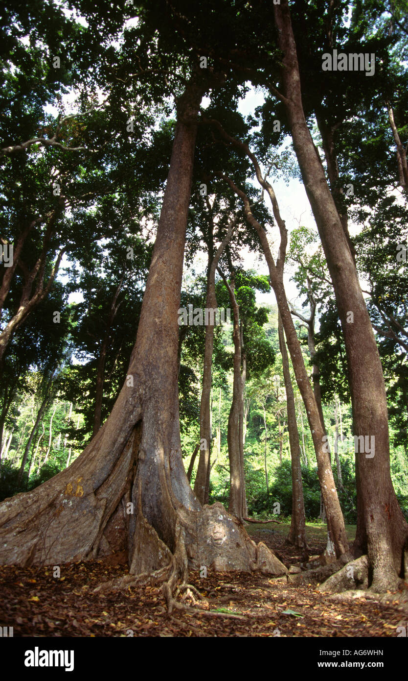 Padauk Wood High Resolution Stock Photography and Images - Alamy