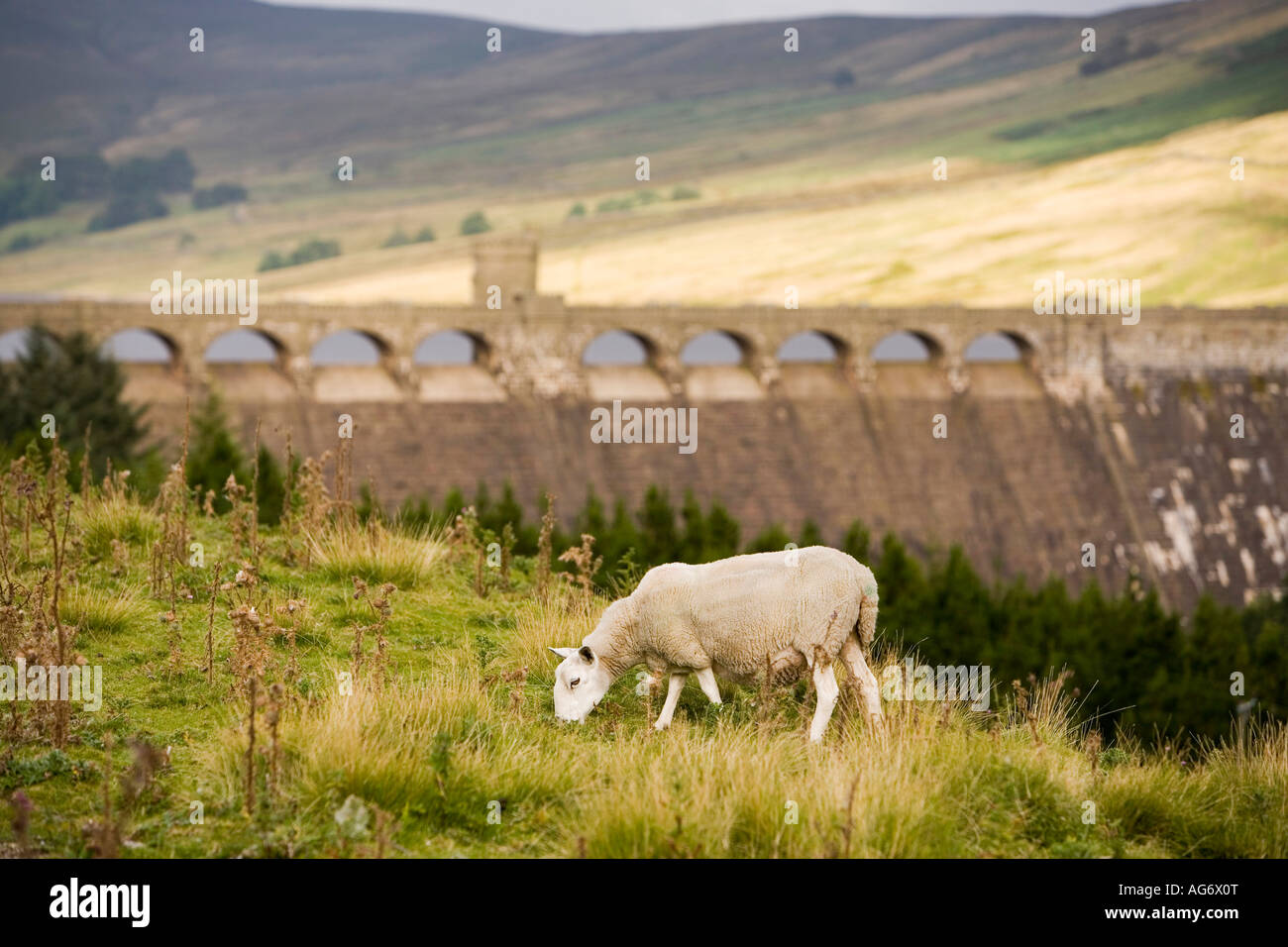 UK Yorkshire Upper Nidderdale Sheep Grazing at Scar House Reservoir Dam ...