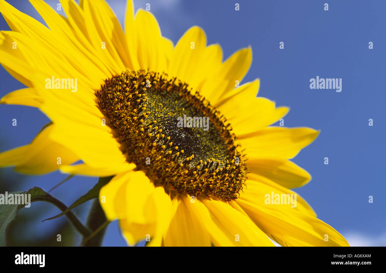Sunflower giant single hi-res stock photography and images - Alamy