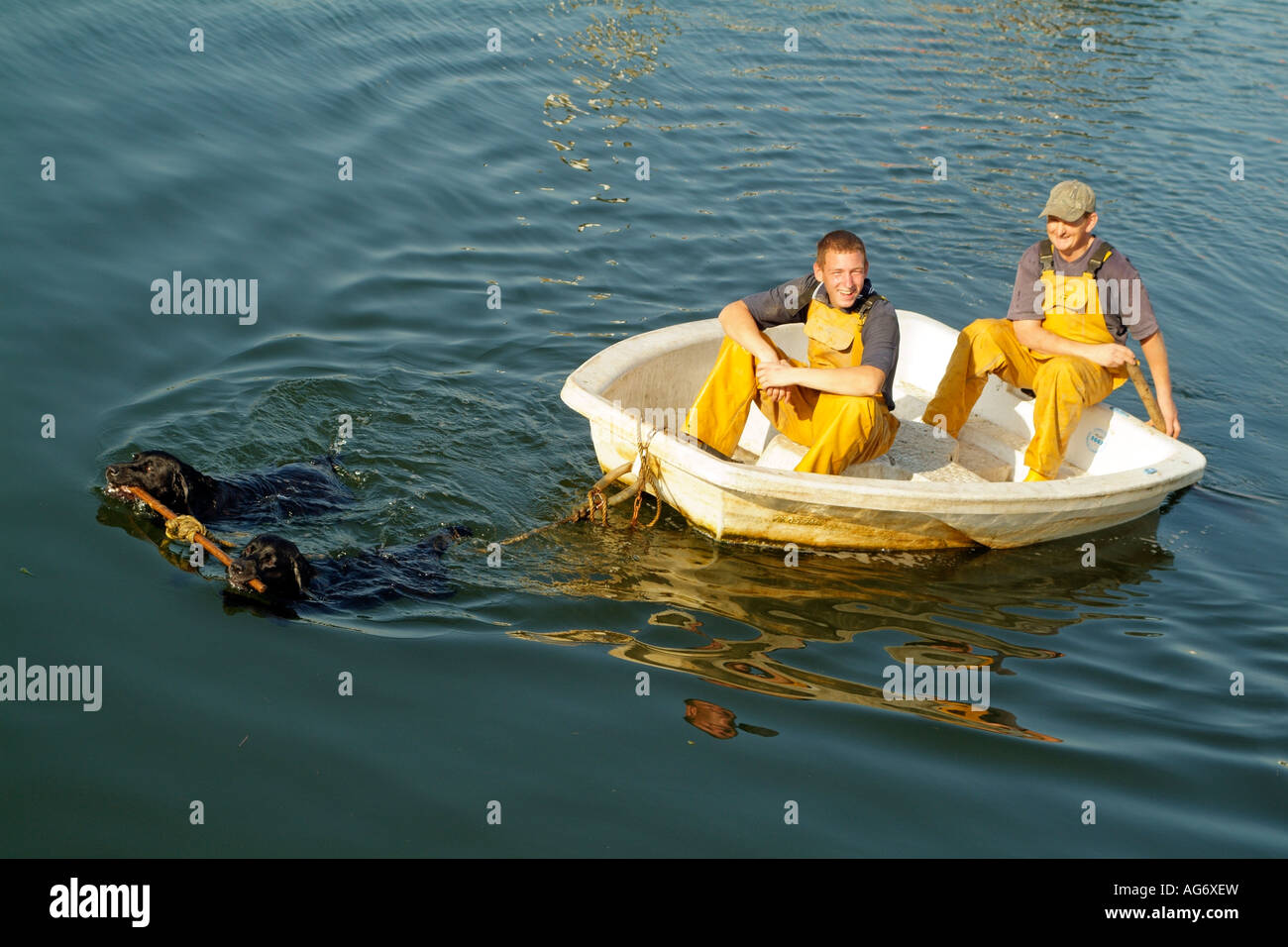 Working Dogs Labrador Retrievers Pulling a Dingy and Their Owners Stock ...