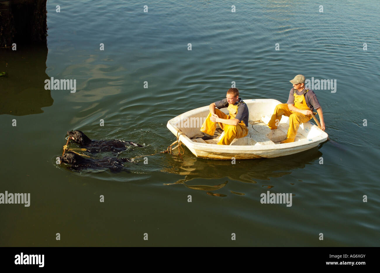 Working Dogs Labrador Retrievers Pulling a Dingy and Their Owners Stock ...