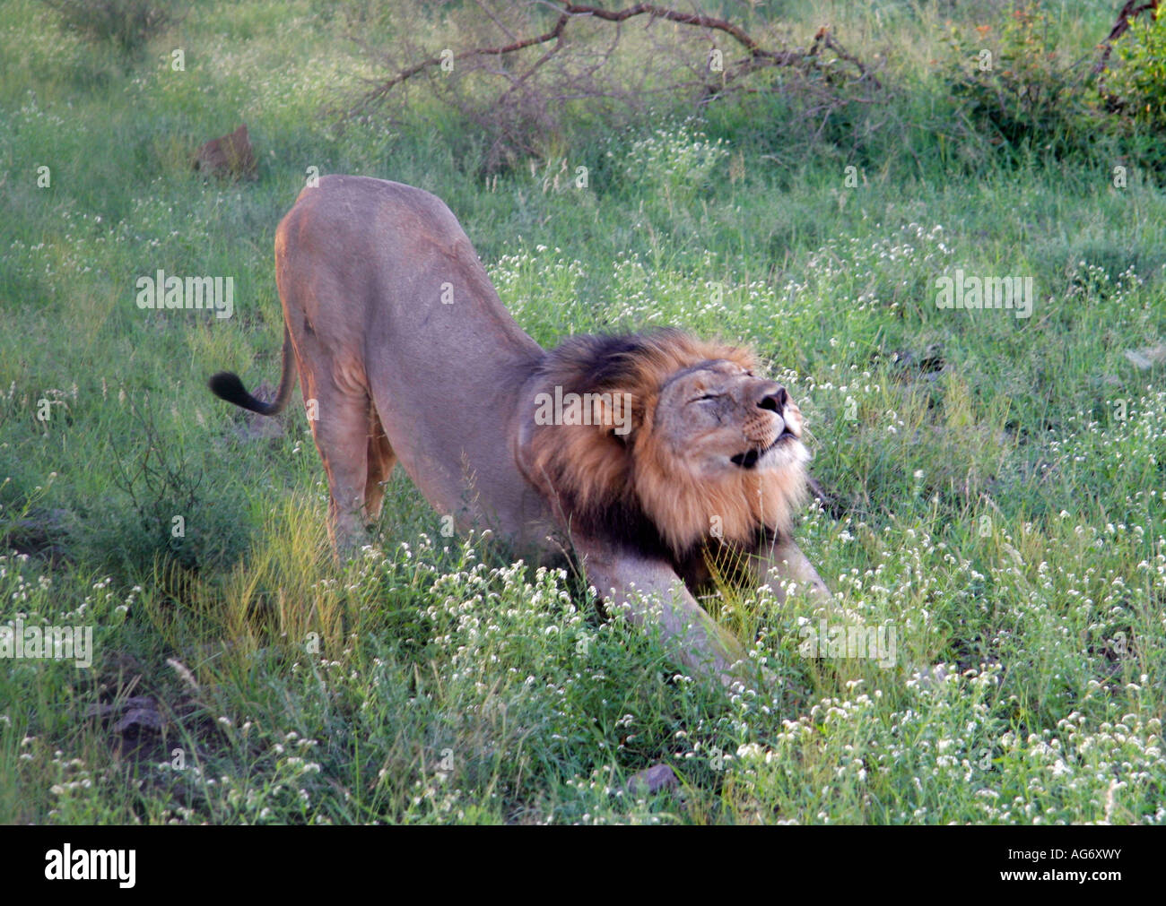 Lion stretching in Africa Stock Photo - Alamy