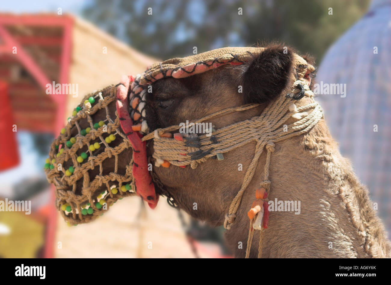 Camel at beach Turkey Bodrum August 2007 Stock Photo - Alamy