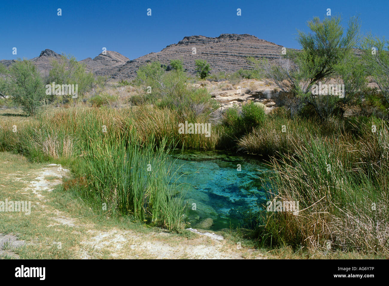 Ash springs nevada hi-res stock photography and images - Alamy