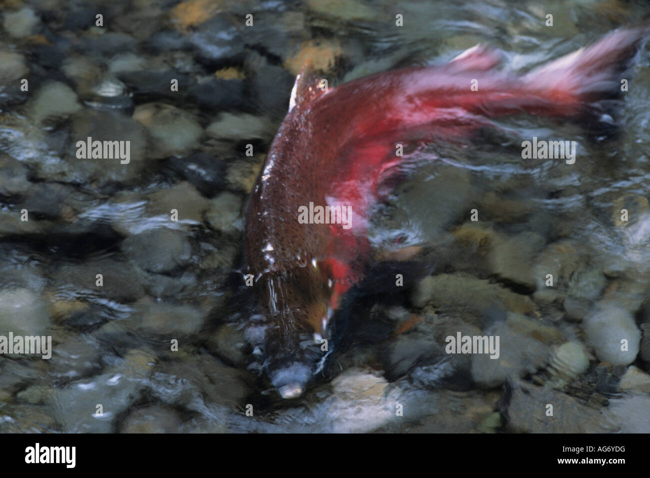 Chinook salmon (Oncorhyncus tshawytscha) spawning in shallow stream ...