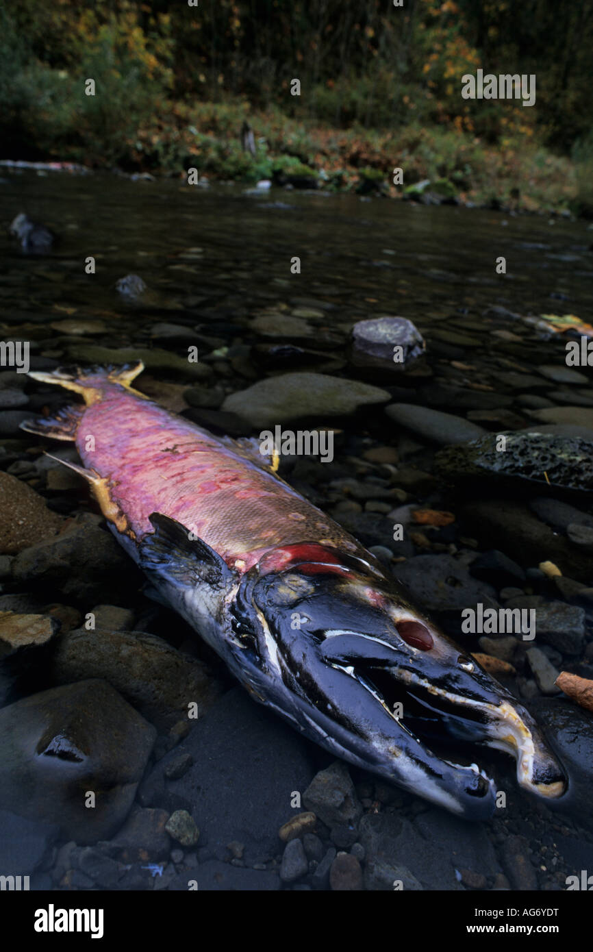 Chinook salmon (Oncorhyncus tshawytscha), dead or dying after spawning ...
