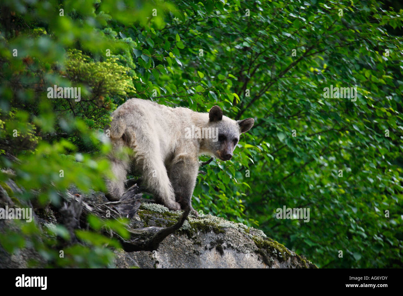 Kermode Bear also called a Spirit Bear or Ghost Bear is a genetically ...