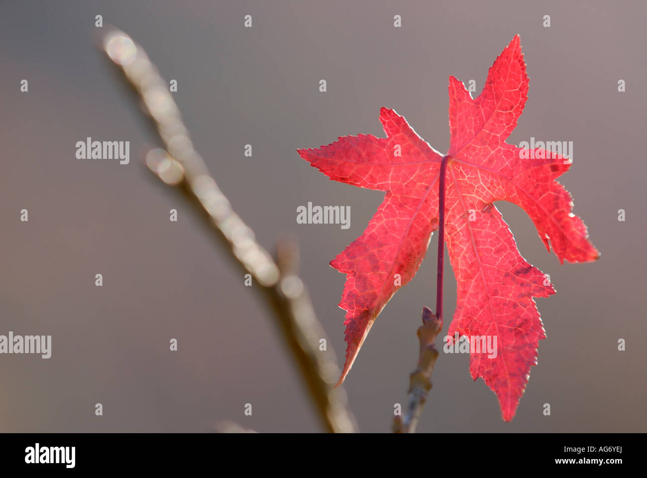 A Japanese Maple Tree Stock Photo - Alamy