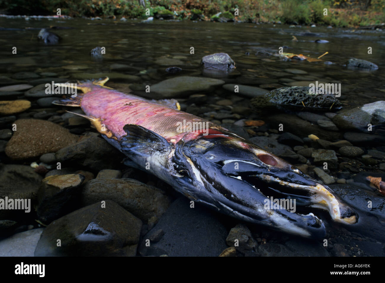Dead Salmon After Spawning High Resolution Stock Photography and Images ...