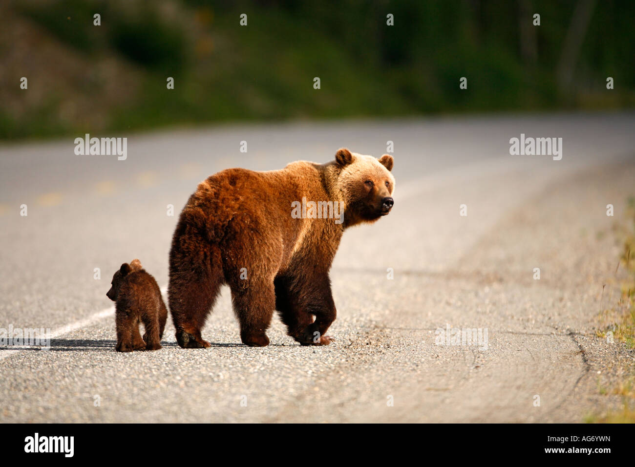 British columbia yukon border hi-res stock photography and images - Alamy