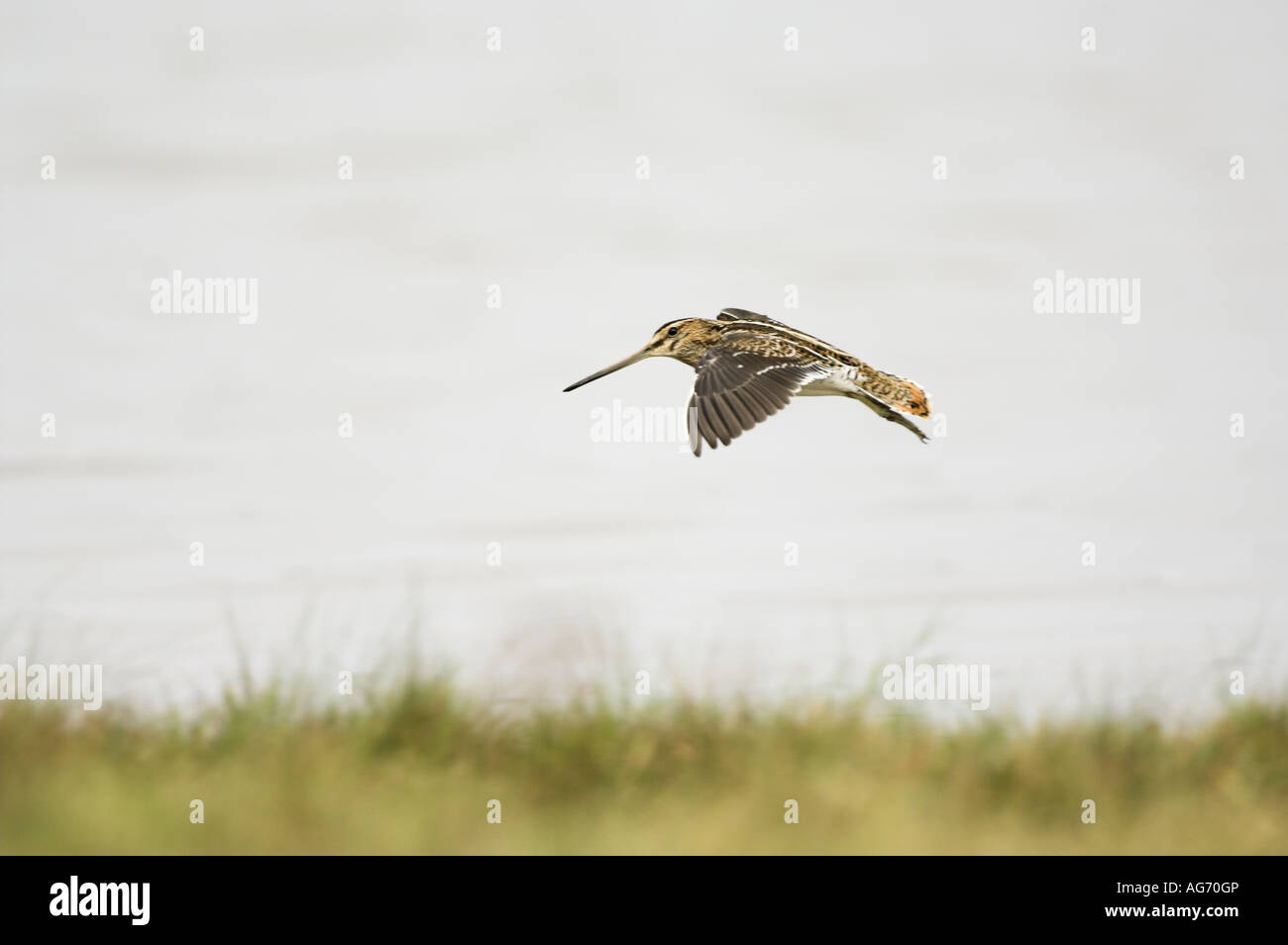 Common snipe gallinago gallinago flying hi-res stock photography and ...