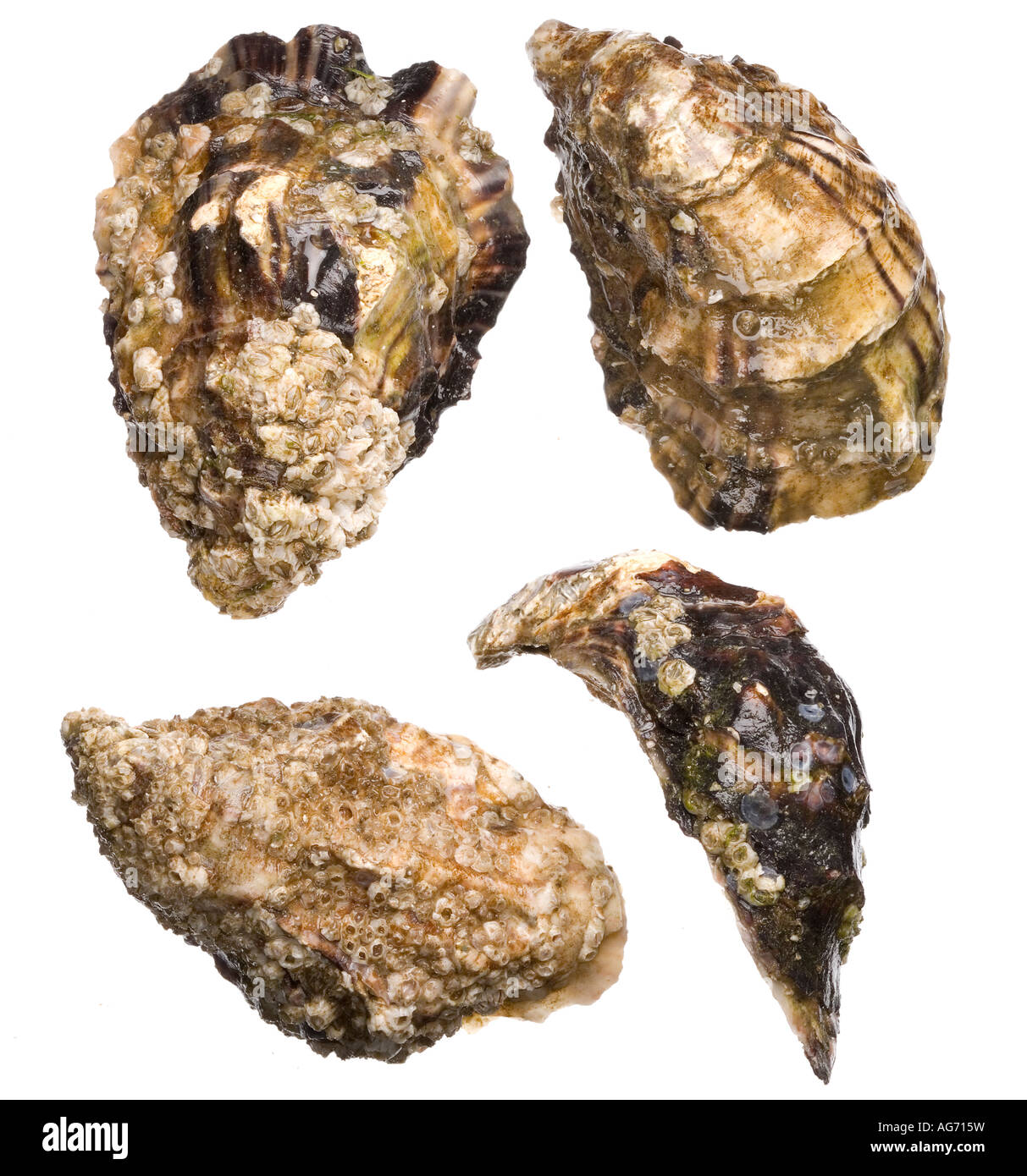 Four oysters hi-res stock photography and images - Alamy