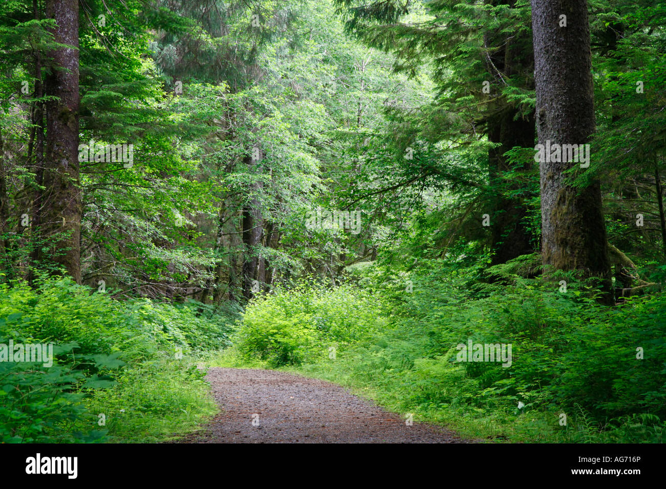 Ward Lake Nature Trail Tongass National Forest Ketchikan Alaska Stock ...