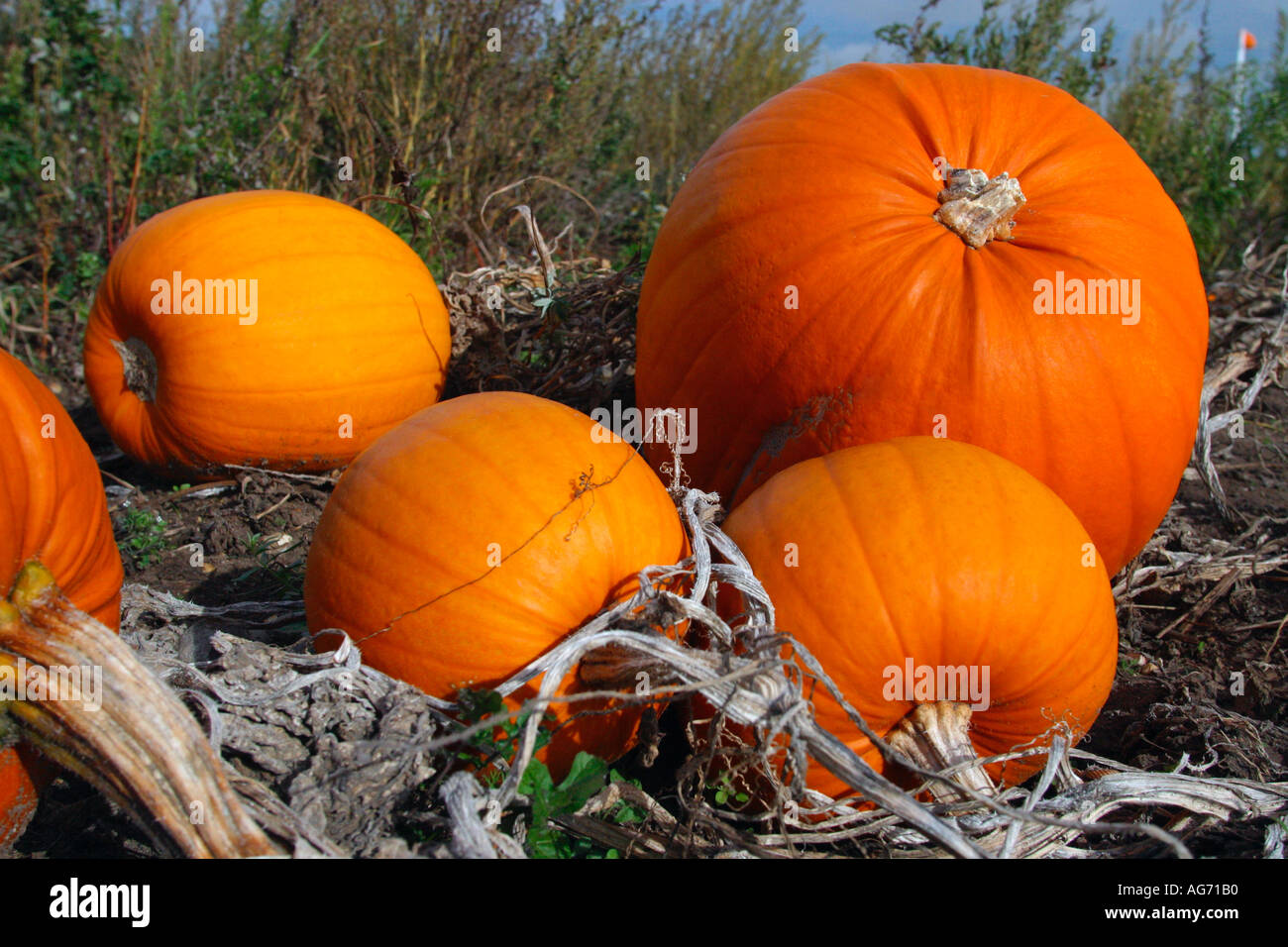 On the pumpkin trail. Field grown pumpkins laid out for children's fun ...