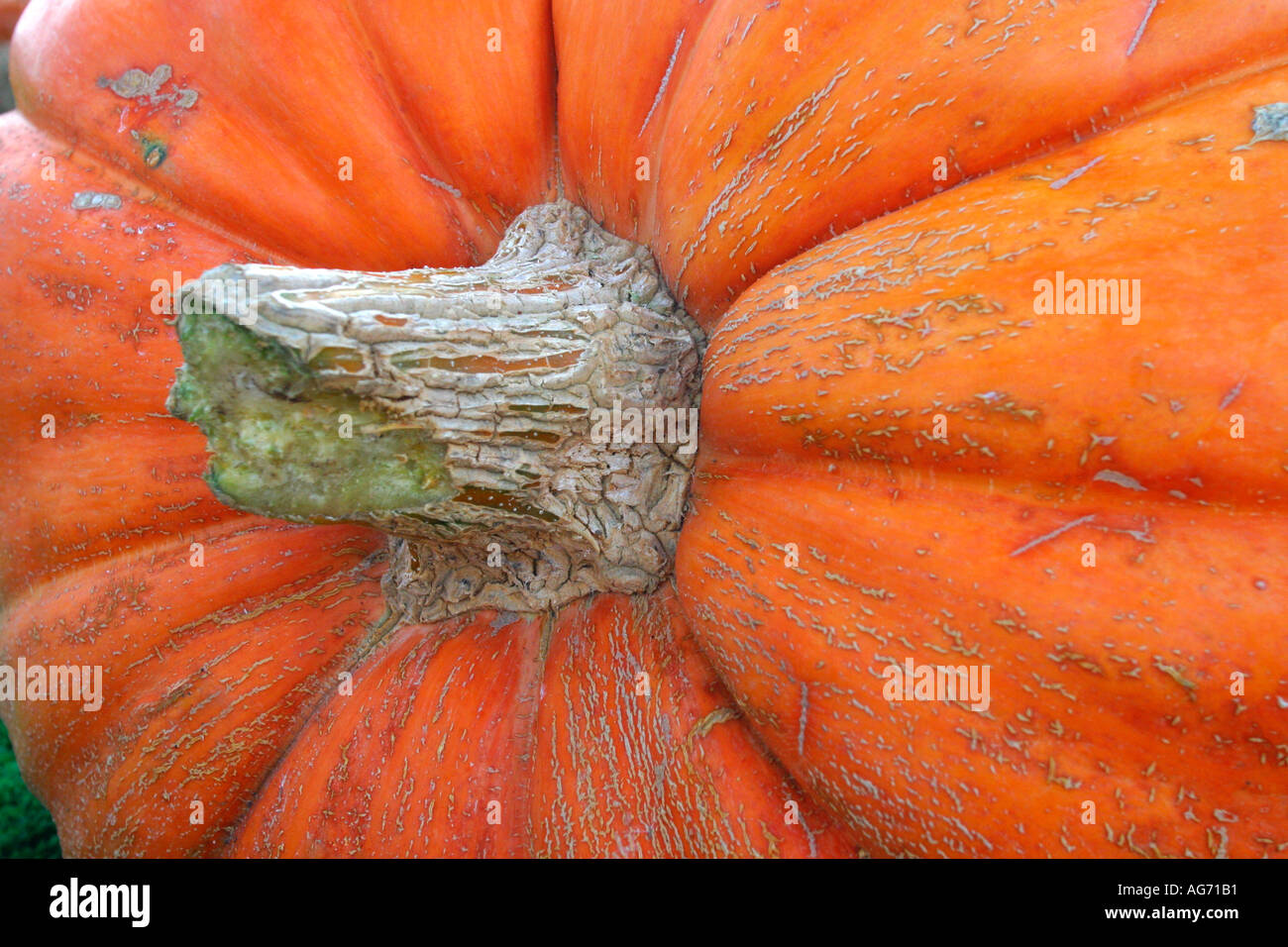 Giant Pumpkin Close Up High Resolution Stock Photography and Images - Alamy