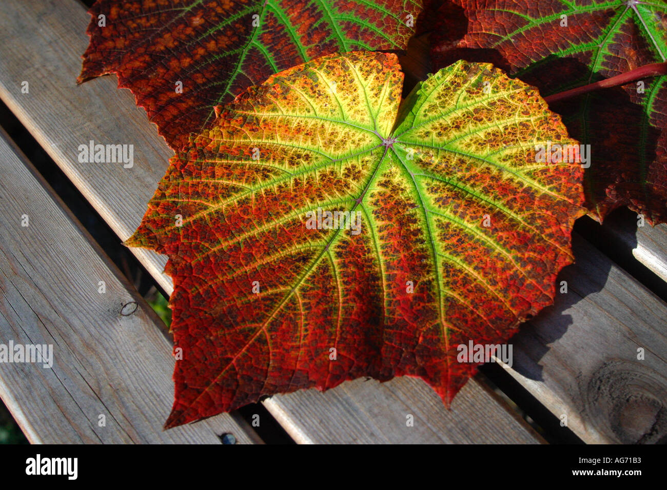 Autumn color. Vine leaf showing autumn season changes to glowing colors ...