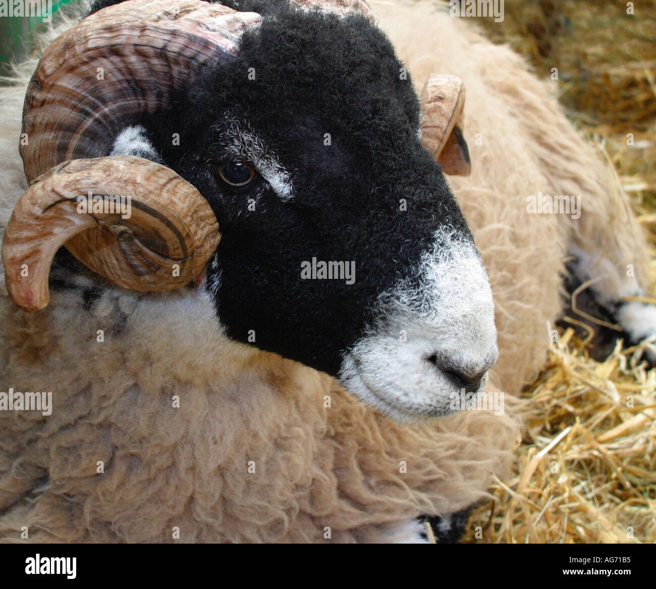 Badger faced ram hi-res stock photography and images - Alamy