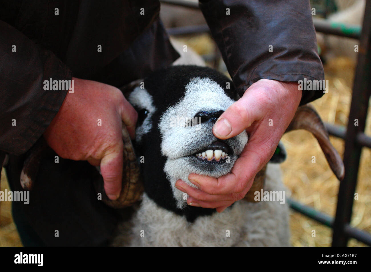 Examining teeth on Swaledale sheep to check animal's health before ...