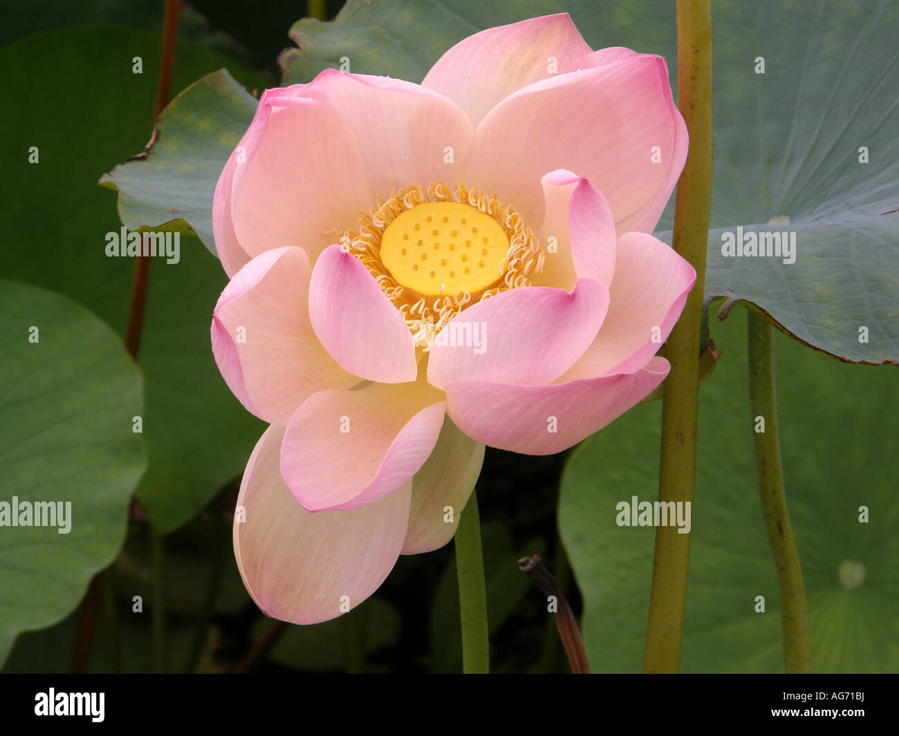 Lotus yellow pollen nelumbo nucifera hi-res stock photography and ...