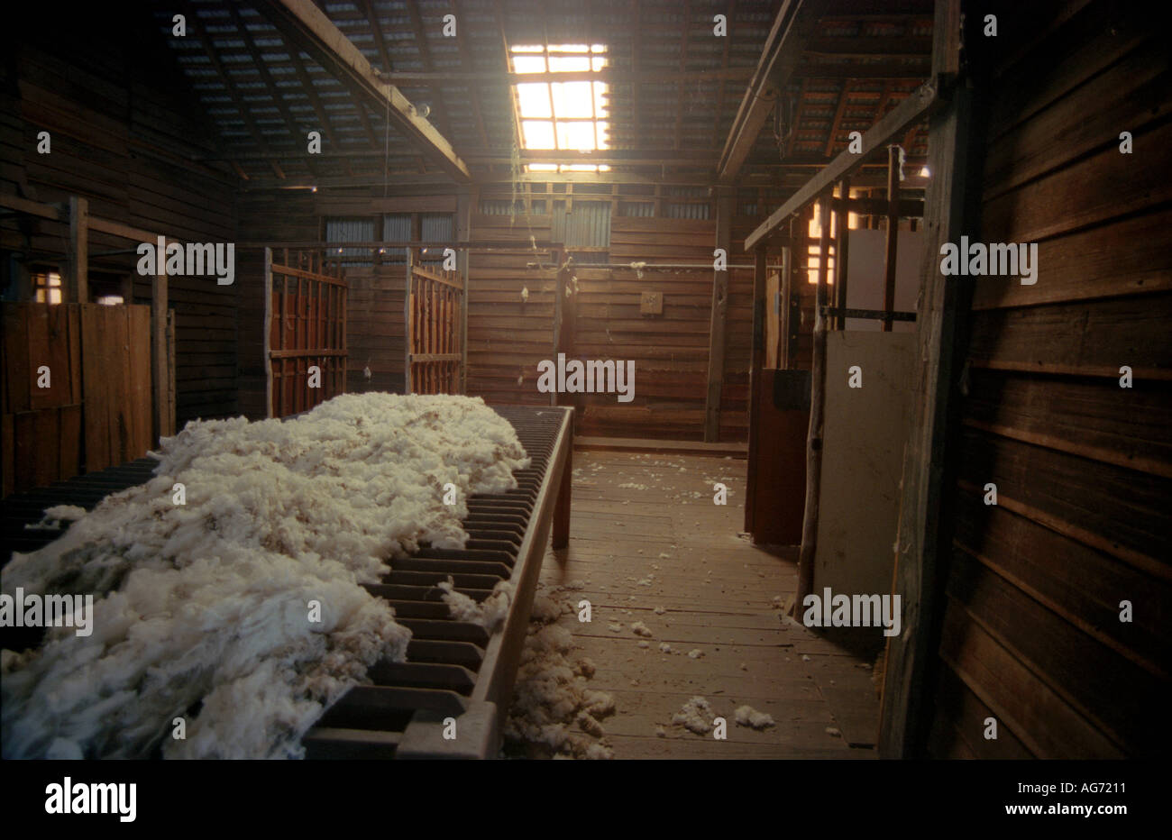 shearing shed sorting table with wool fleece tasmania australia 1850 ...