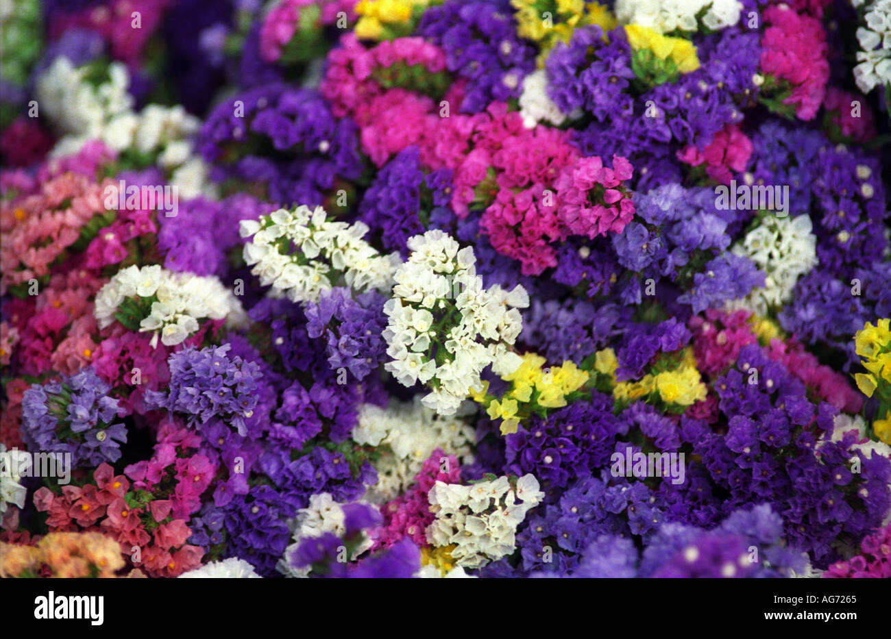 Australian Native Bouquet High Resolution Stock Photography and Images ...