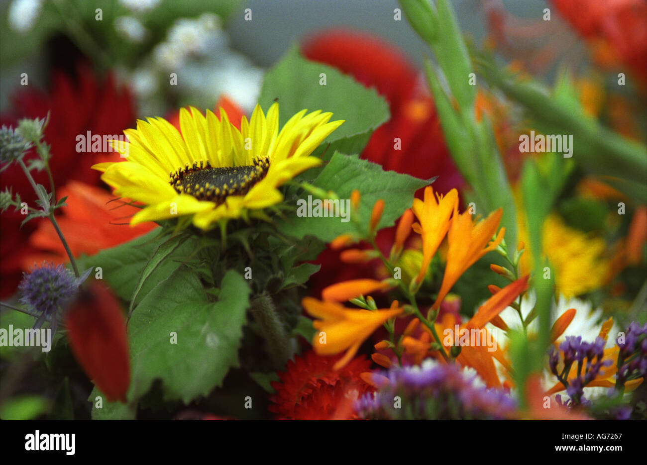 Native australian flowers bouquet hi-res stock photography and images ...