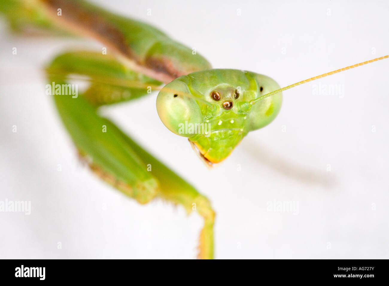 Green praying mantid Spain Young individual Stock Photo - Alamy