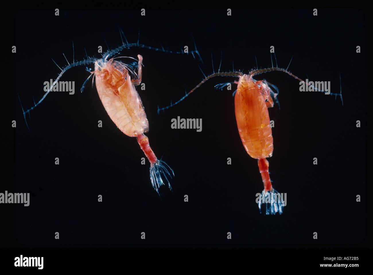 Marine Copepod