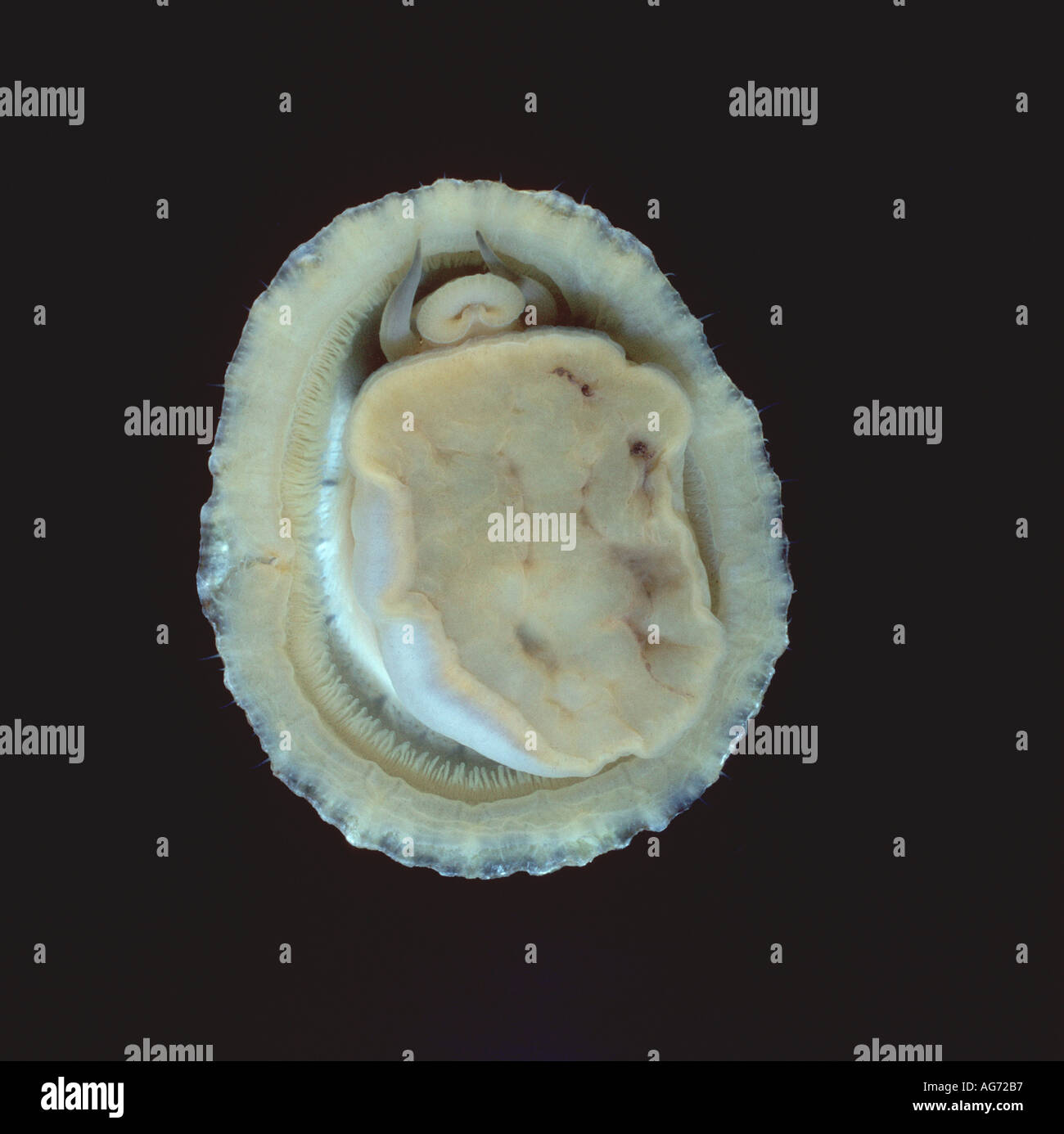 Underside of live limpet showing muscular foot Stock Photo - Alamy