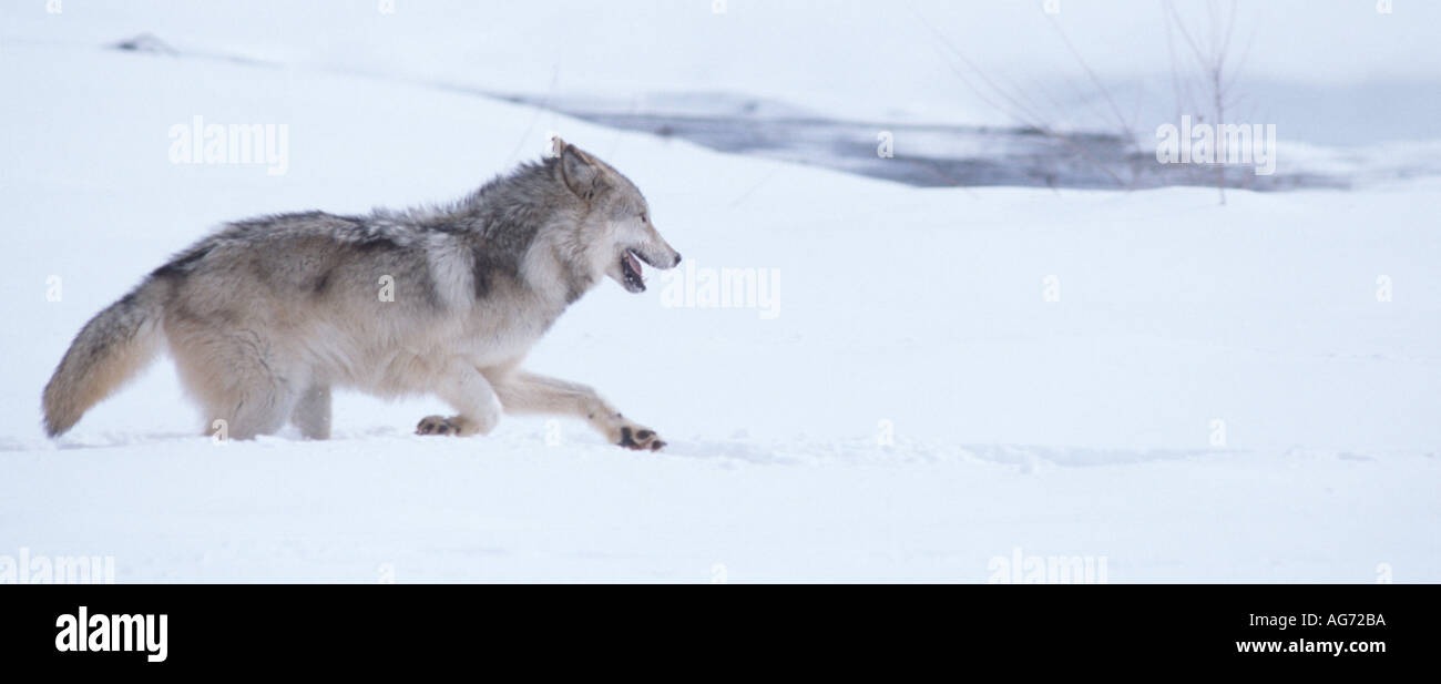 Away wolf hi-res stock photography and images - Alamy