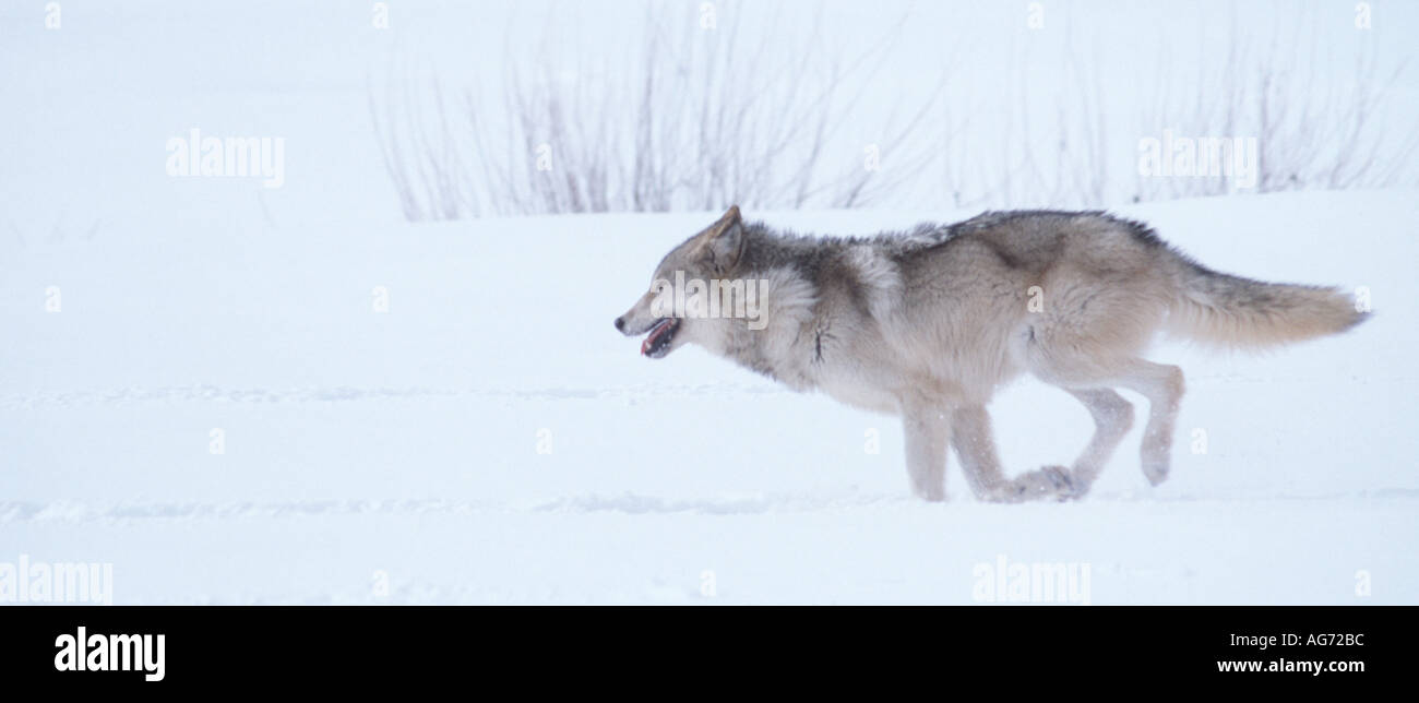 Wolf Running In Snow