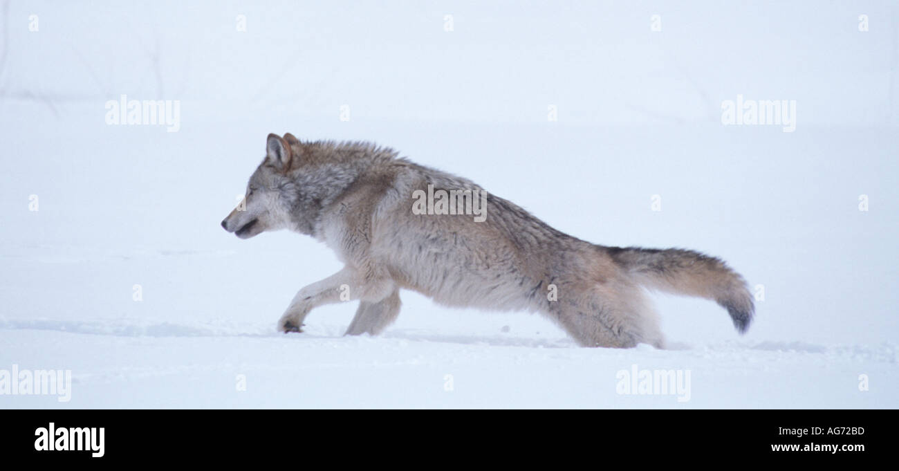 Grey or timber wolf hi-res stock photography and images - Alamy