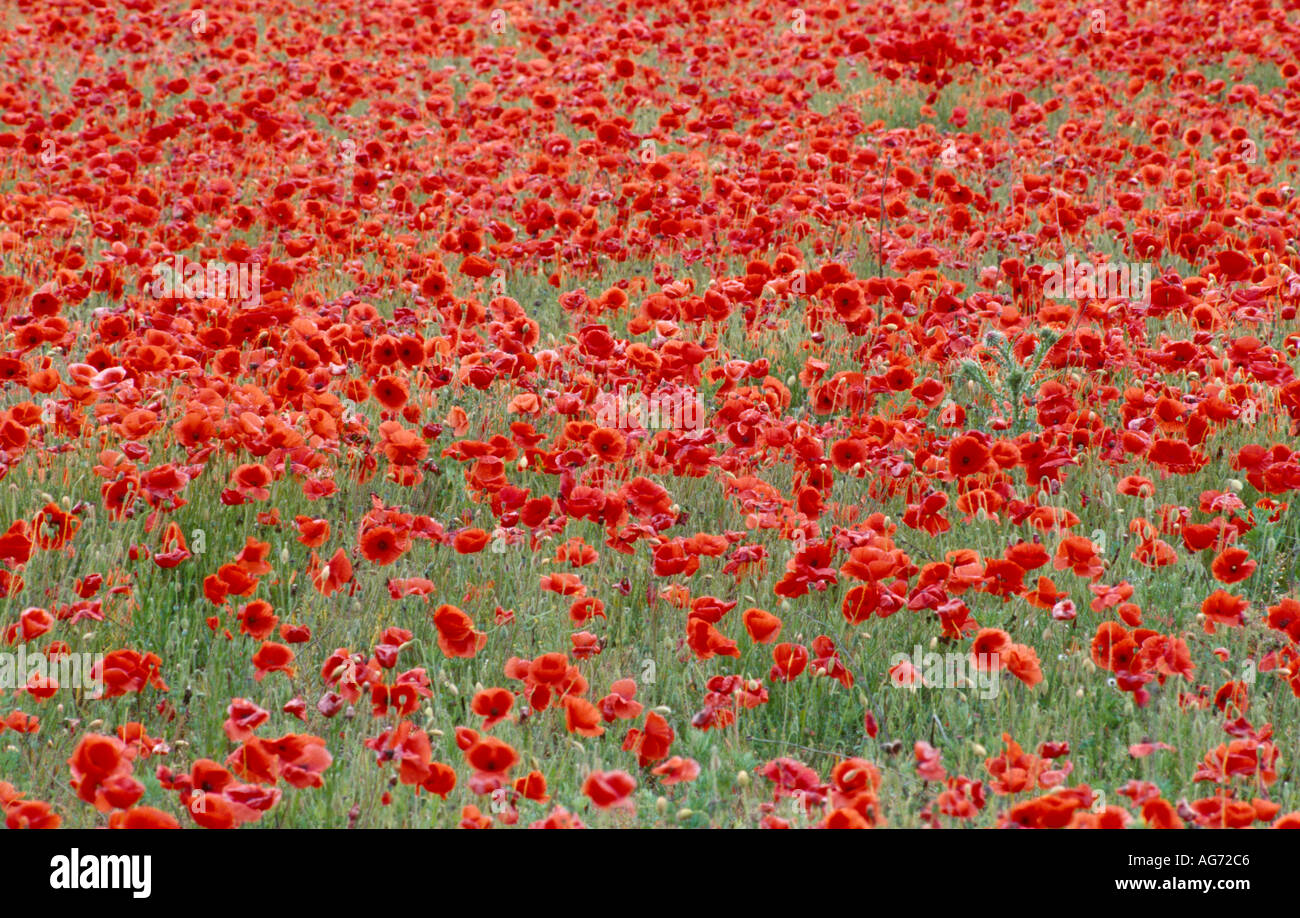 Massed hi-res stock photography and images - Alamy