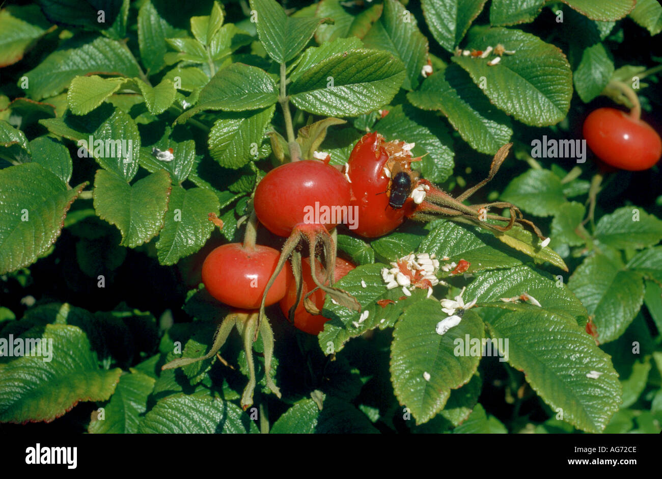 Rugosa hips hi-res stock photography and images - Alamy