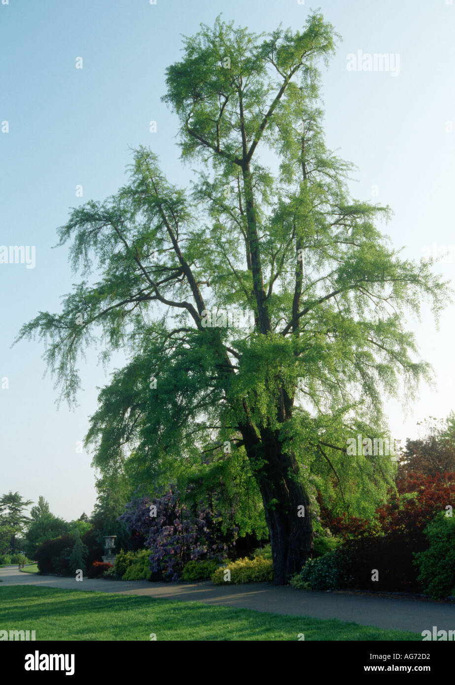 Maidenhair tree Ginkgo Stock Photo - Alamy