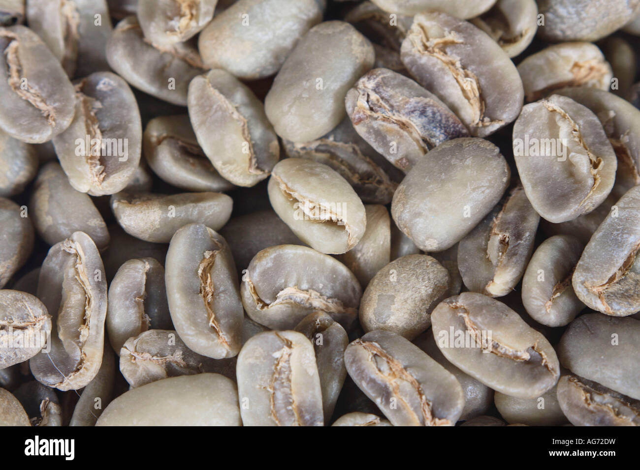 Maragogype hi-res stock photography and images - Alamy