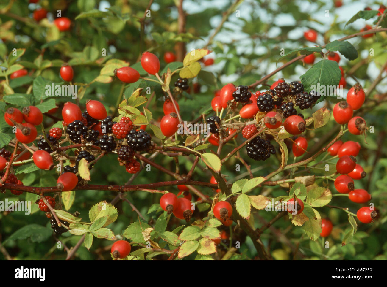 Hedgerow fruits hi-res stock photography and images - Alamy
