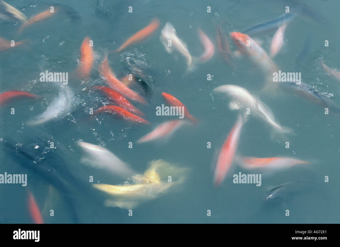 Koi carp swimming Stock Photo - Alamy