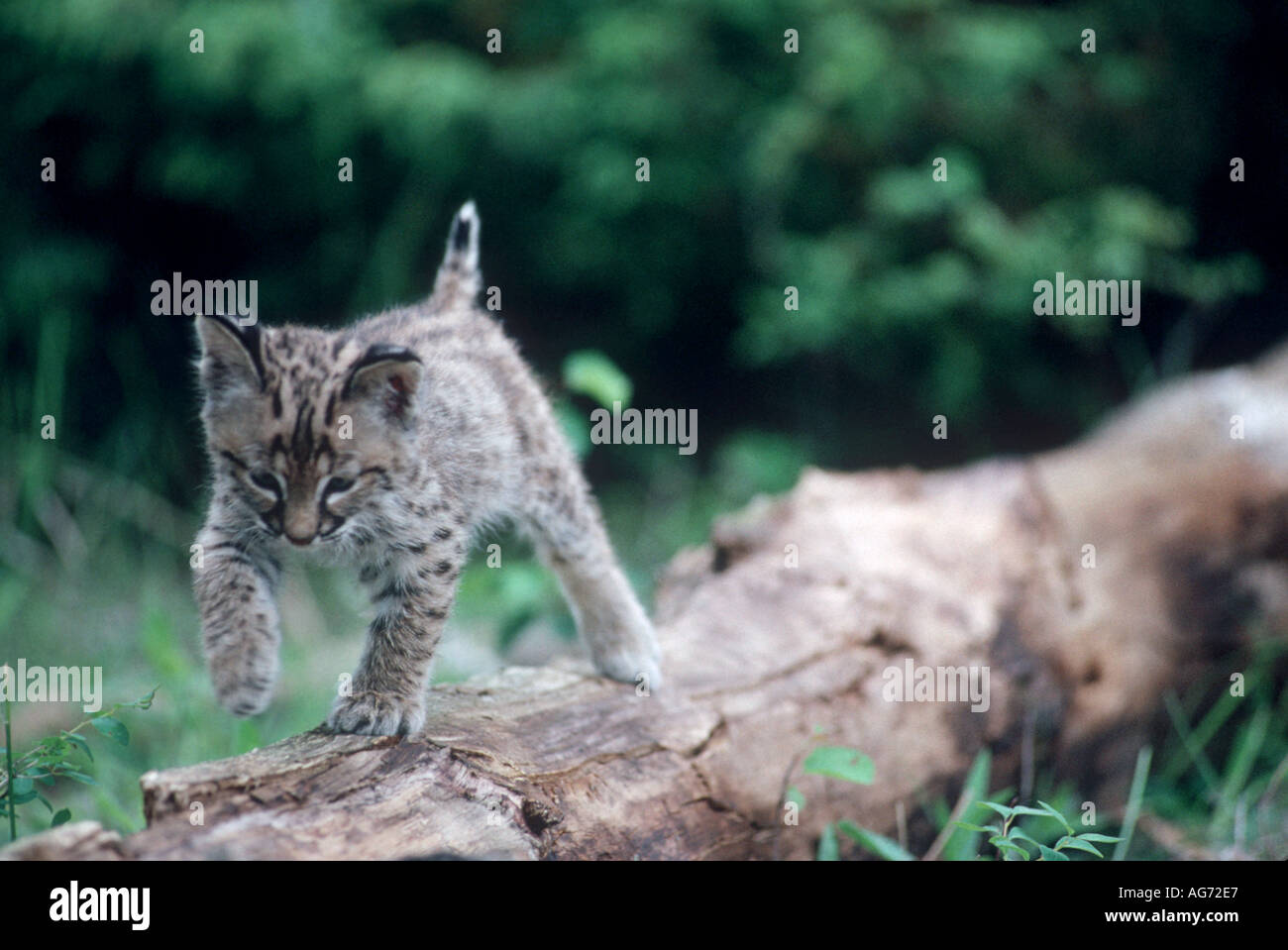 Bobcat running hi-res stock photography and images - Alamy