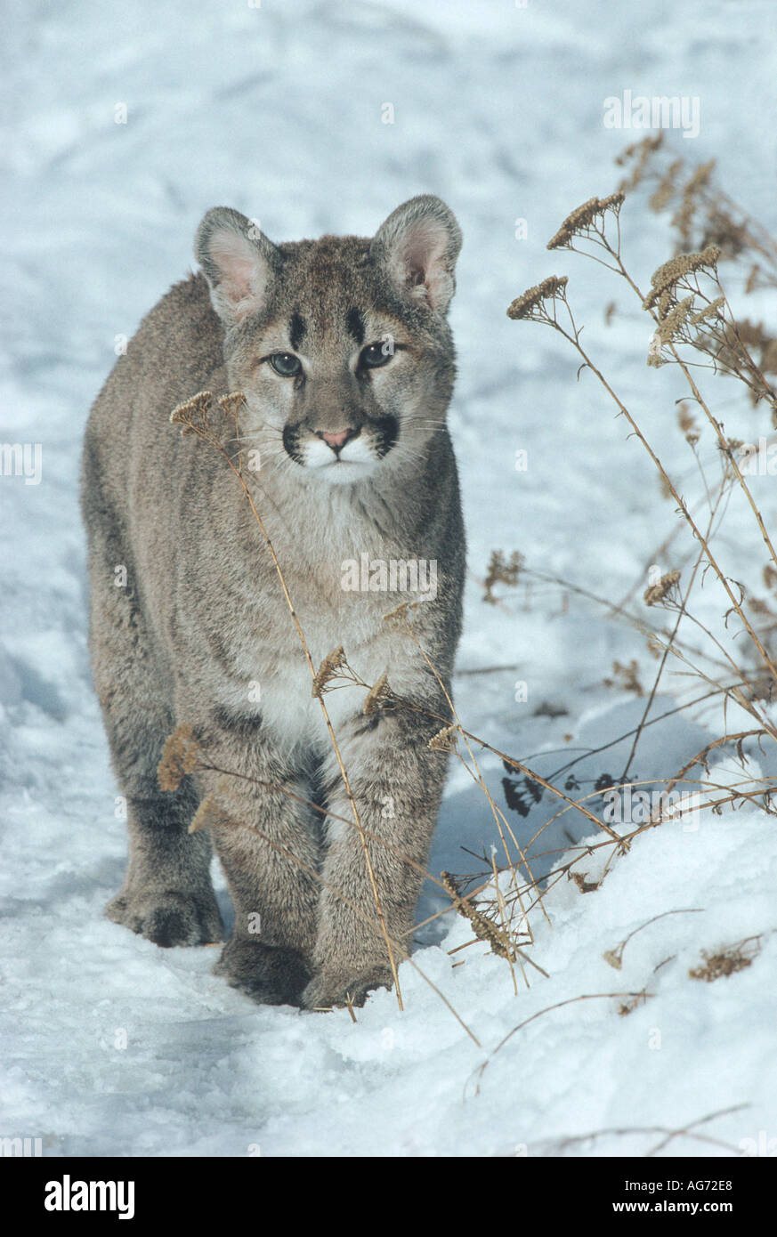 Cougar kittens hi-res stock photography and images - Alamy