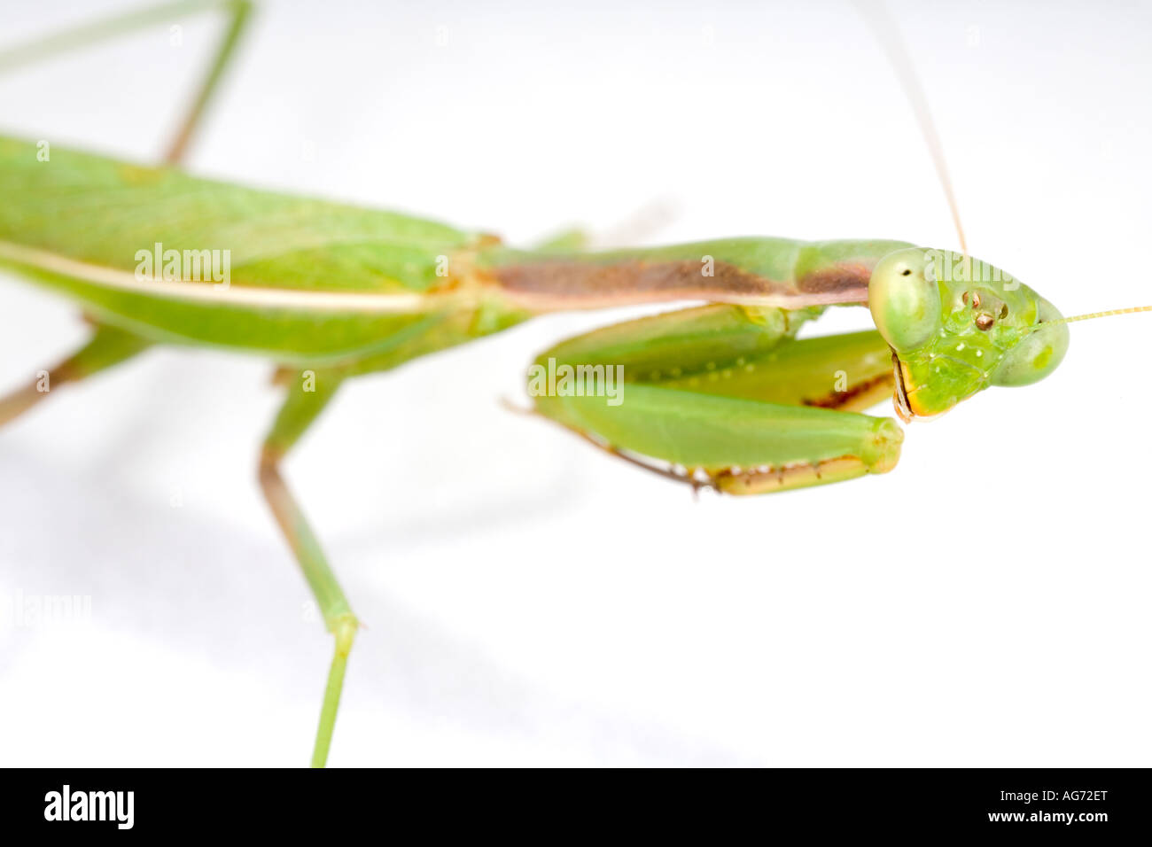 Mantis praying insect green Cut Out Stock Images & Pictures - Alamy