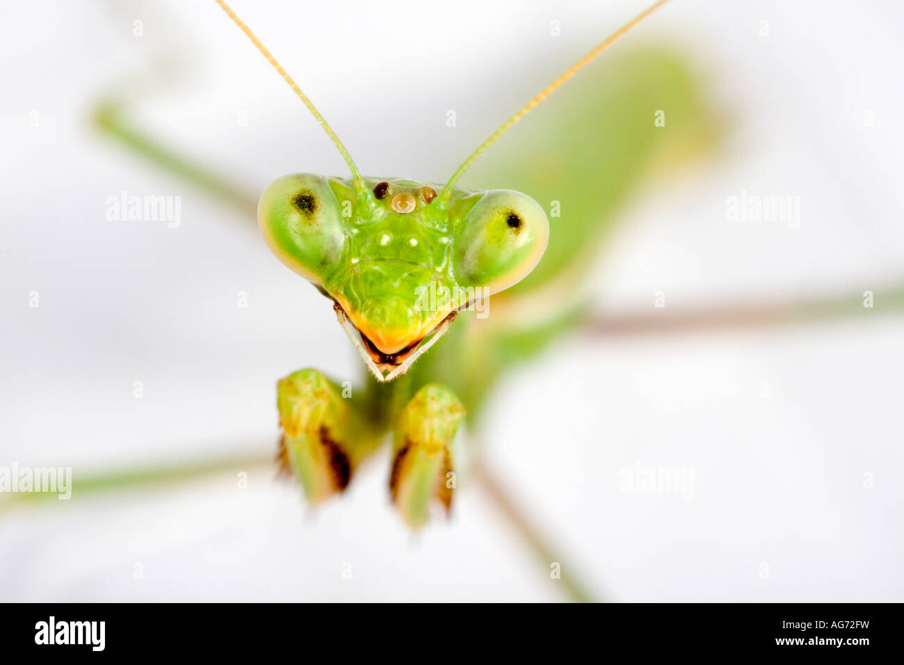 Green praying mantid Spain Young individual Stock Photo - Alamy
