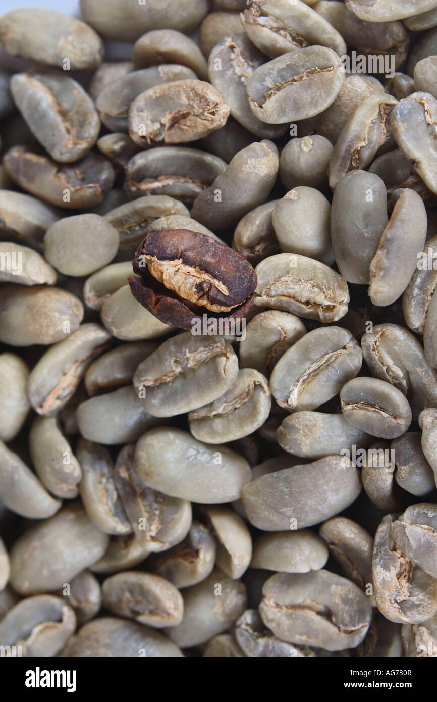 Maragogype coffee hi-res stock photography and images - Alamy