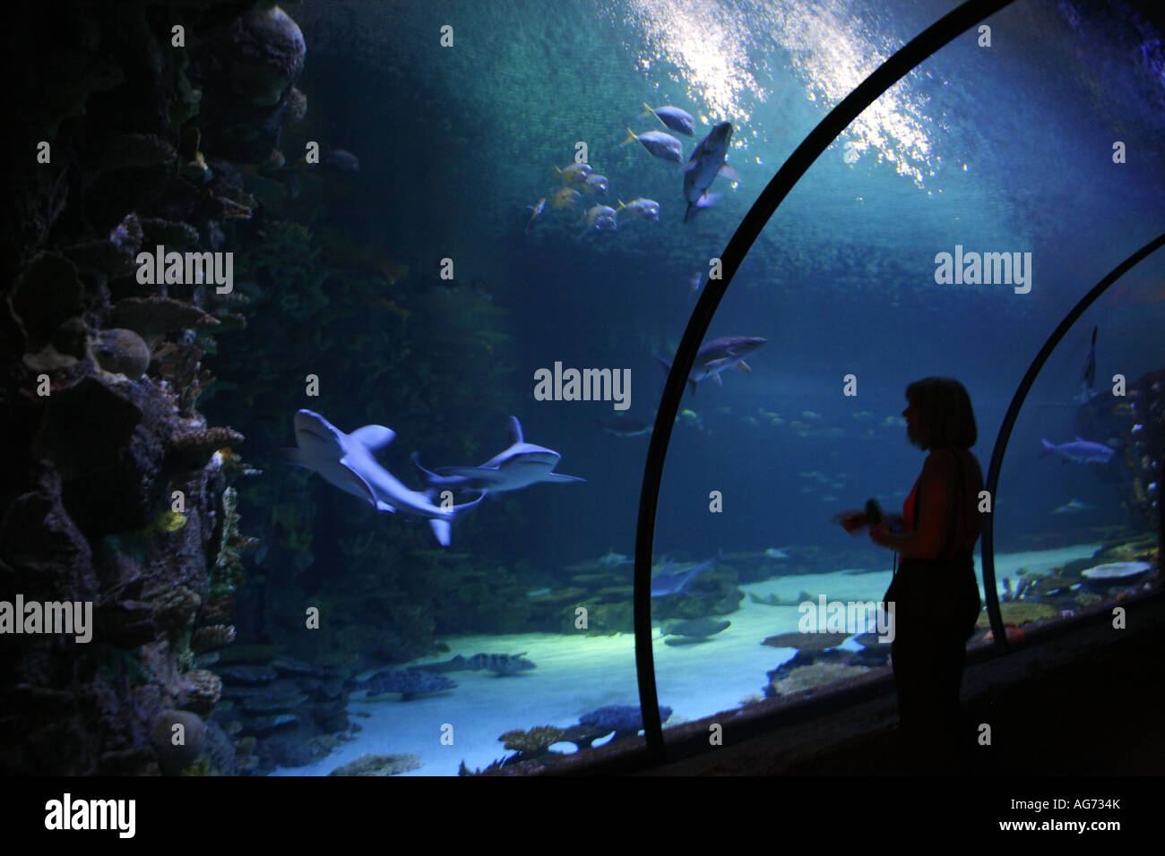 Shark Reef the shark exhibit at the Mandalay Bay on the Las Vegas Strip ...