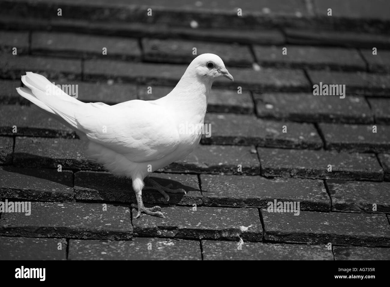 Red and white roof Black and White Stock Photos & Images - Alamy